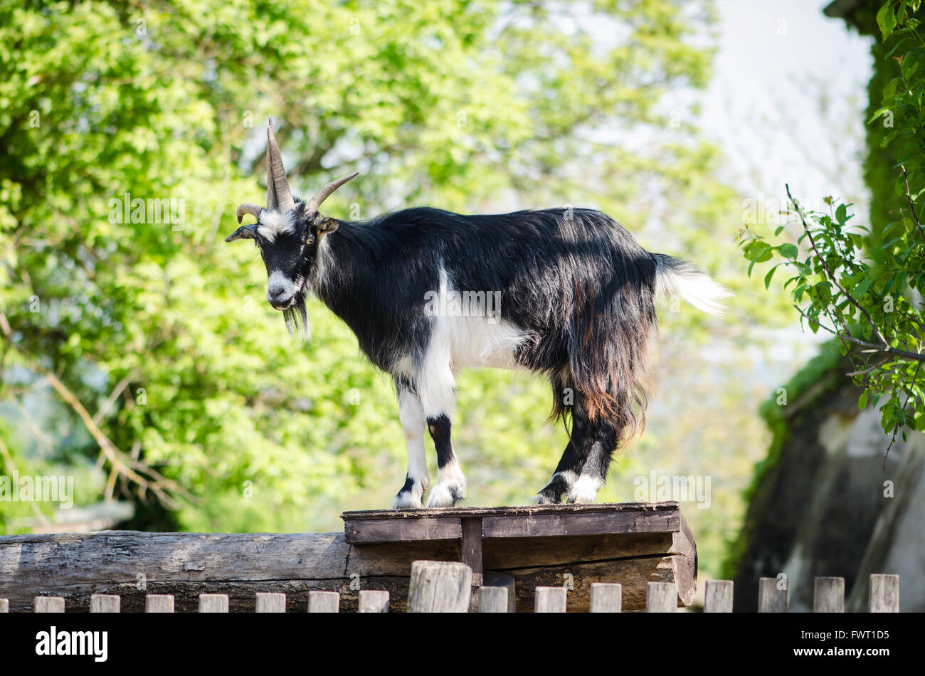 majestic guarding billy goat animal Stock Photo - Alamy
