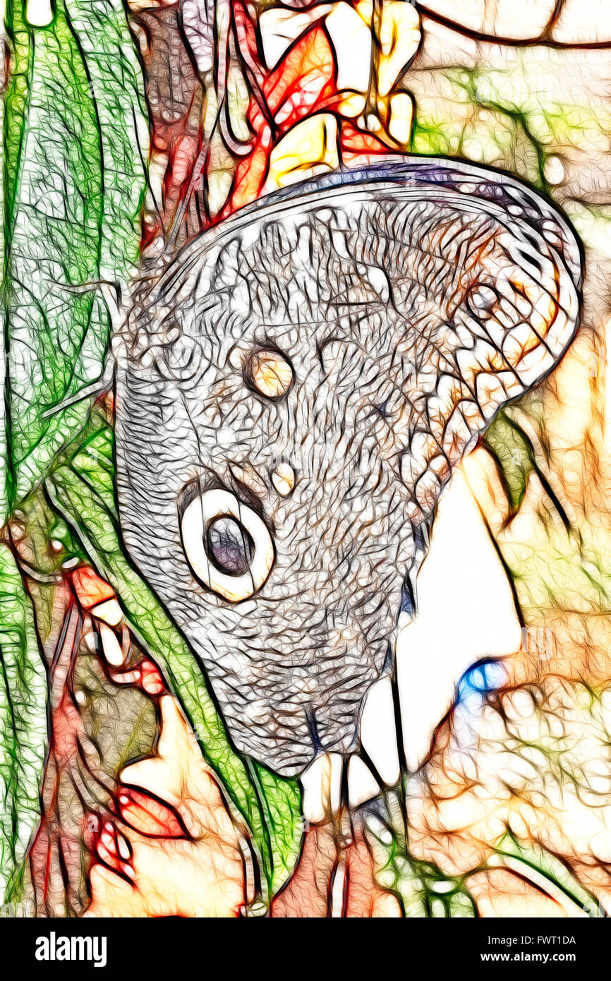 Owl Butterfly Is A Butterfly, In The Genus Caligo, Known For Their Huge ...