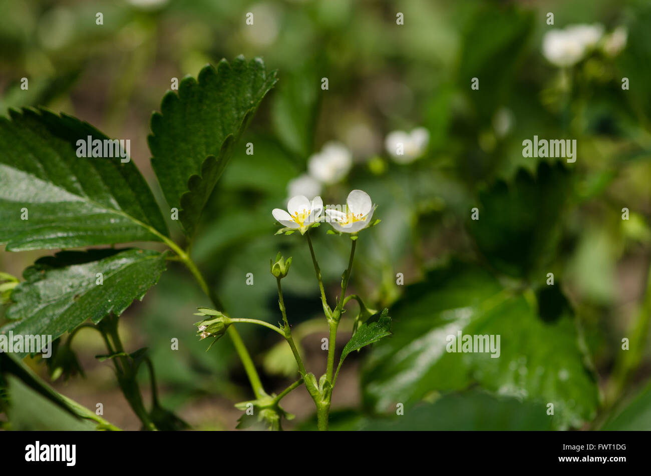 white strawberry flower and green leaves Stock Photo - Alamy