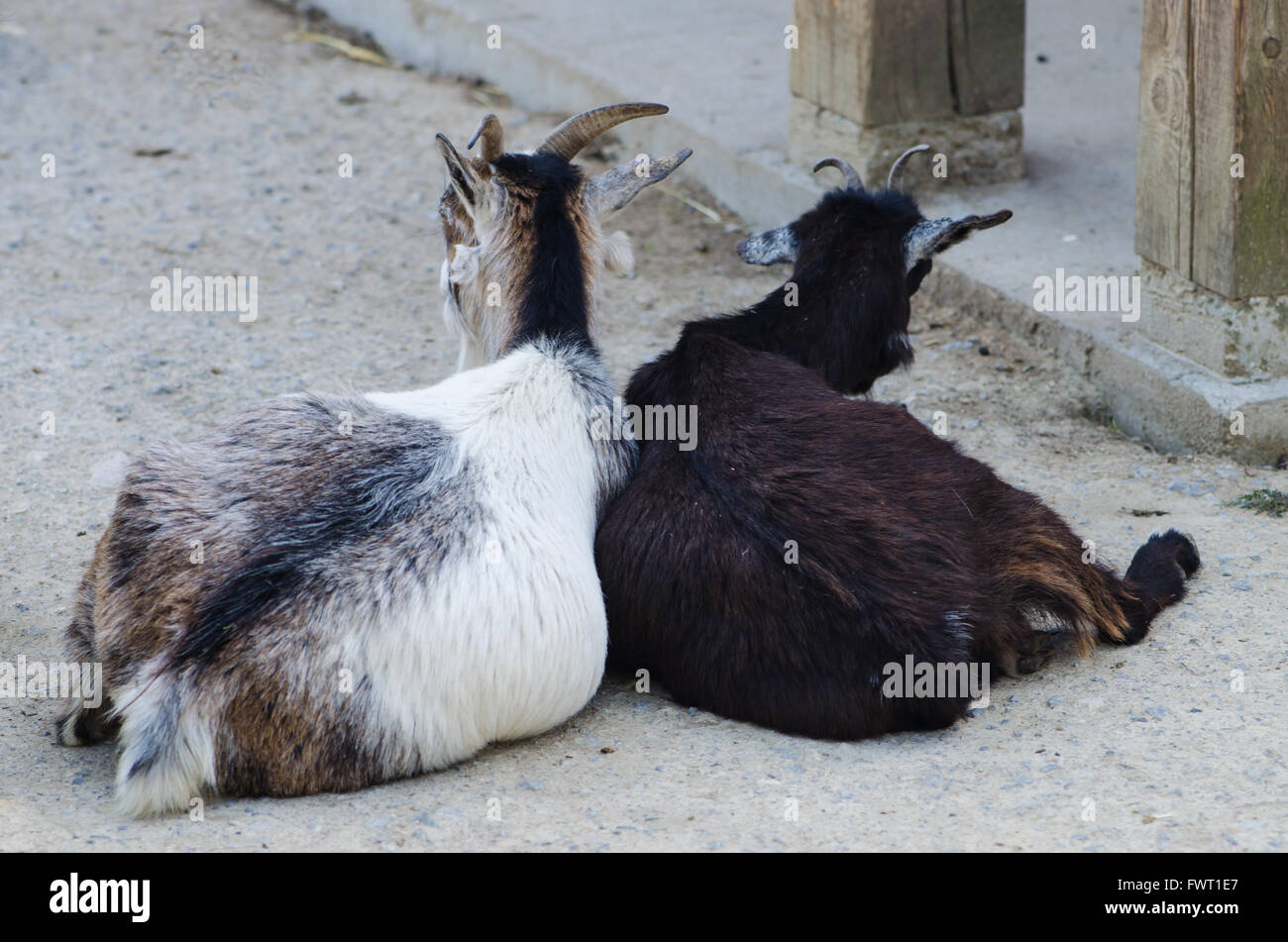 two goat animals laying back view Stock Photo - Alamy