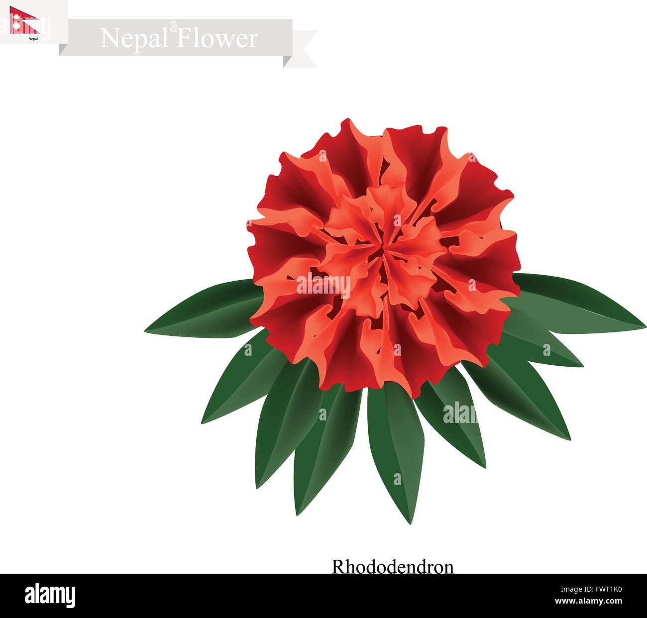 Nepali flower Stock Vector Images - Alamy