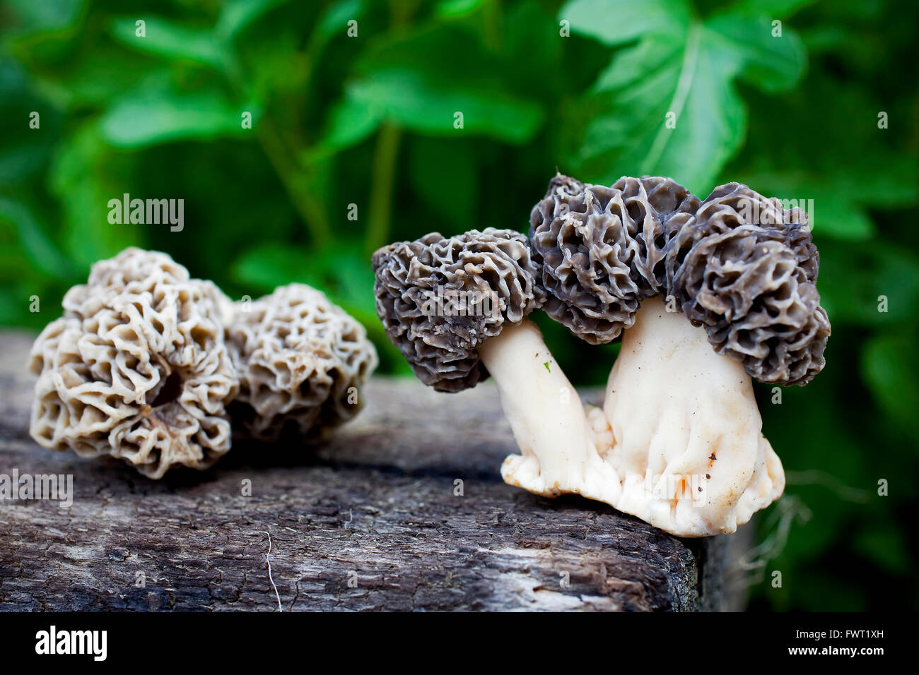 Morel morchella sp hi-res stock photography and images - Alamy