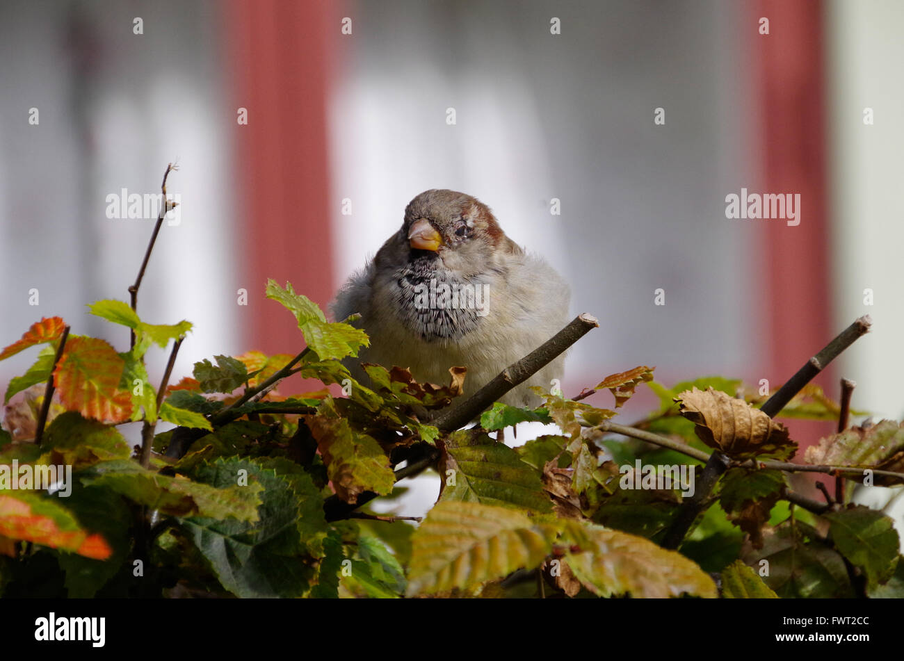 Fat sparrow on a bush Stock Photo - Alamy