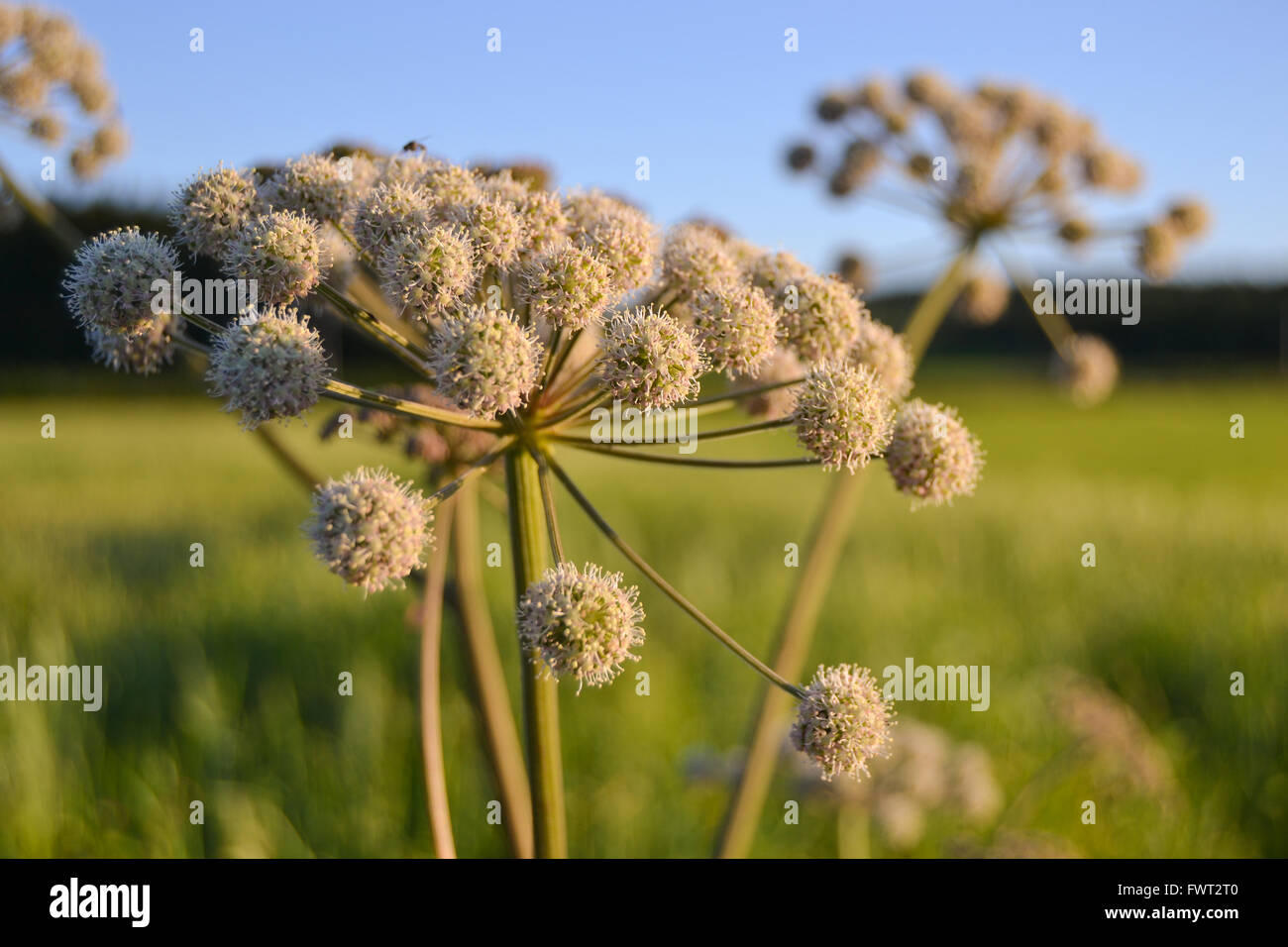 Angelica flowers in a green meadow Stock Photo - Alamy