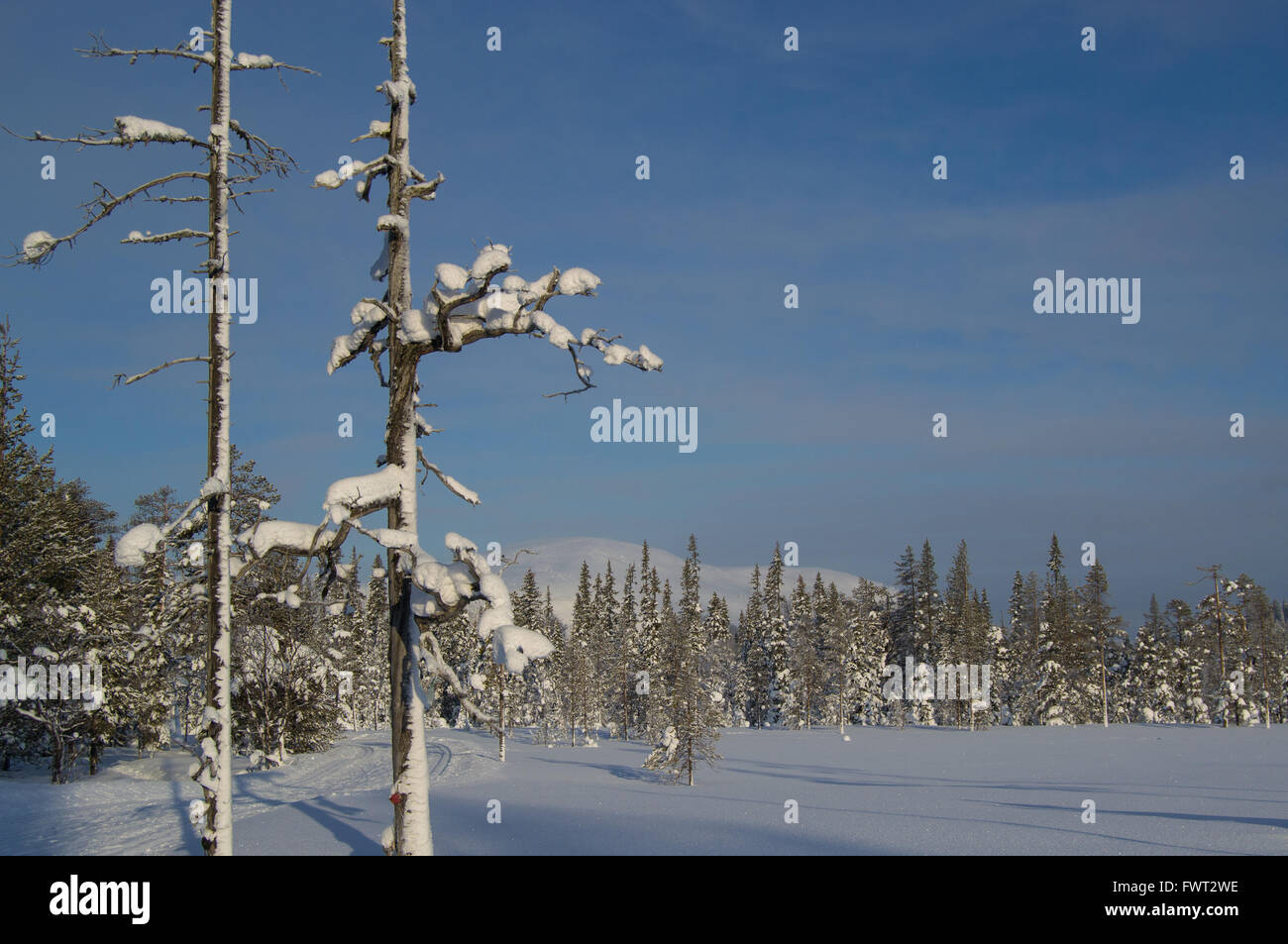 Snow covered trees in the fells of Finnish Lapland Stock Photo - Alamy