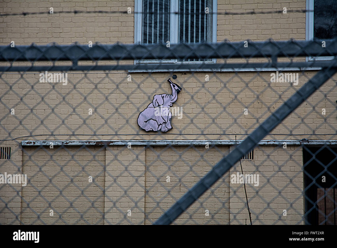 Elephant Drinking Alcohol
