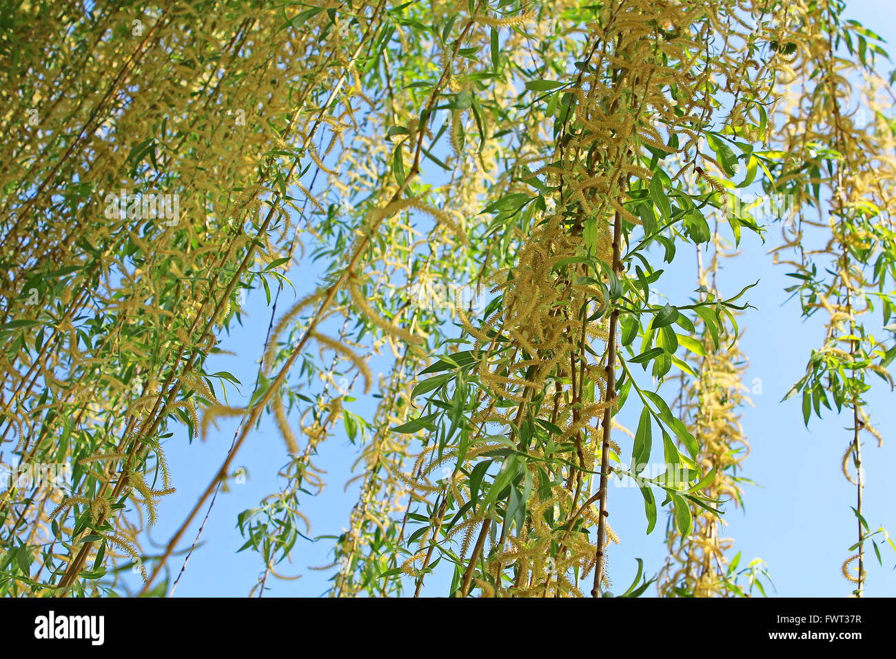 Beautiful young green willow tree leaves in early spring Stock Photo ...