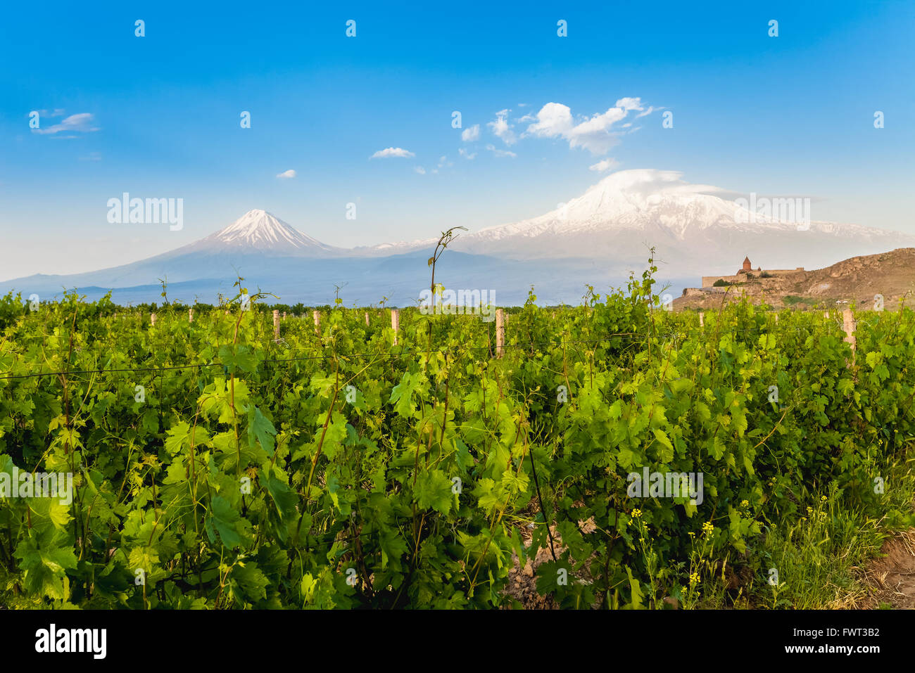 Grape field in Ararat valley. View of Khor Virap and Mount Ararat ...