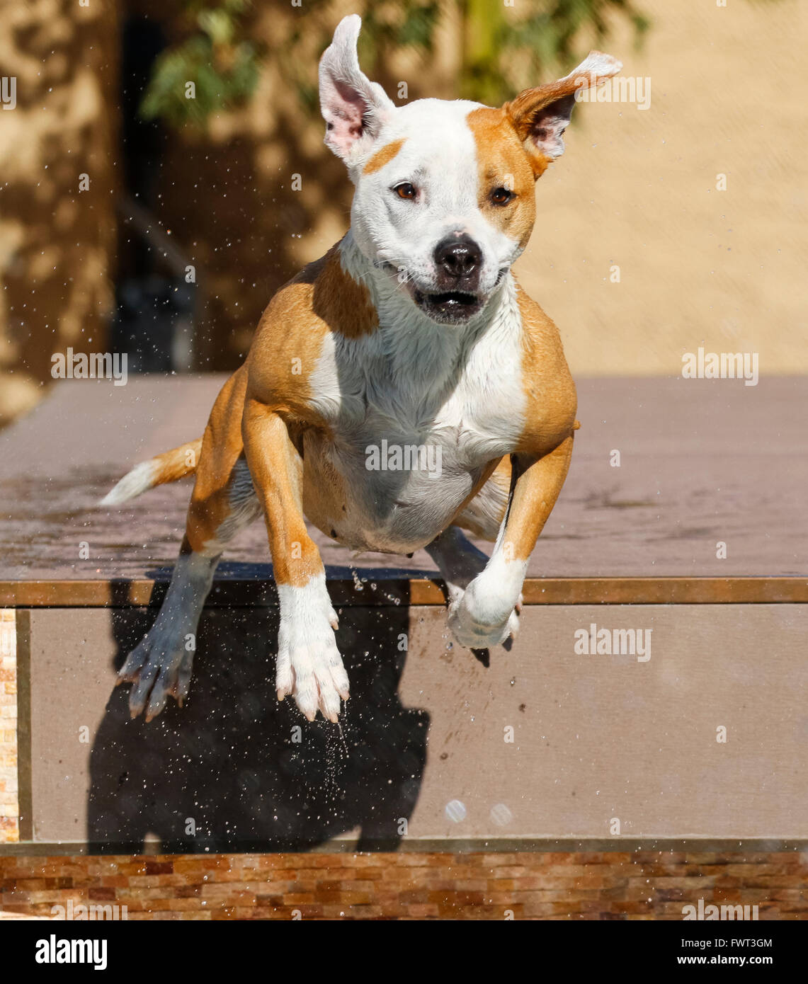 Pitbull dog hi-res stock photography and images - Alamy