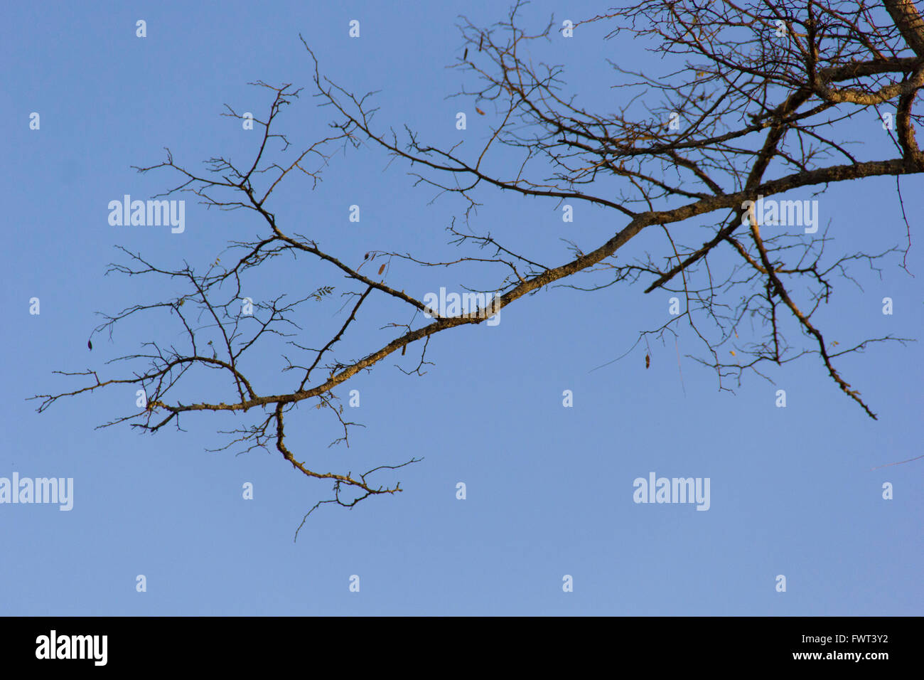 plant, bloom, blossom, environment, ambience, ambient, tree, arbor ...