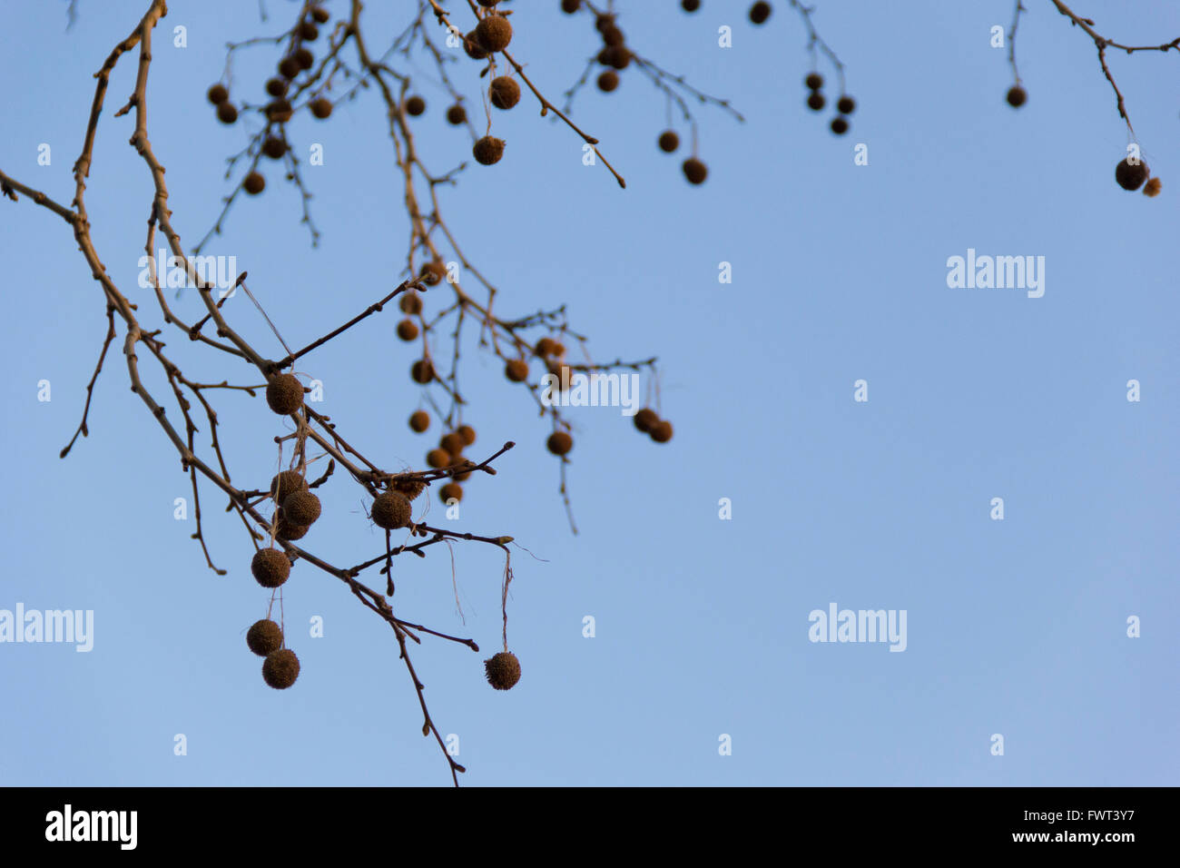 plant, bloom, blossom, environment, ambience, ambient, tree, arbor ...