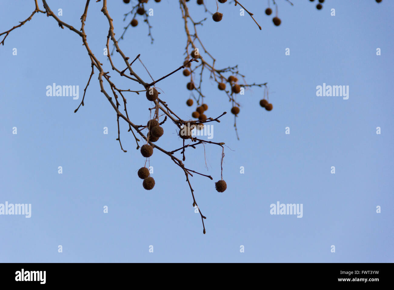 plant, bloom, blossom, environment, ambience, ambient, tree, arbor ...