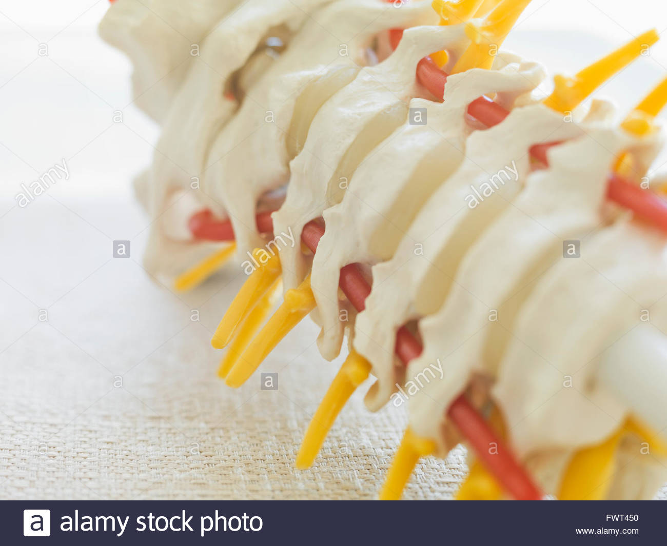 Skeleton Table Stock Photos & Skeleton Table Stock Images - Alamy