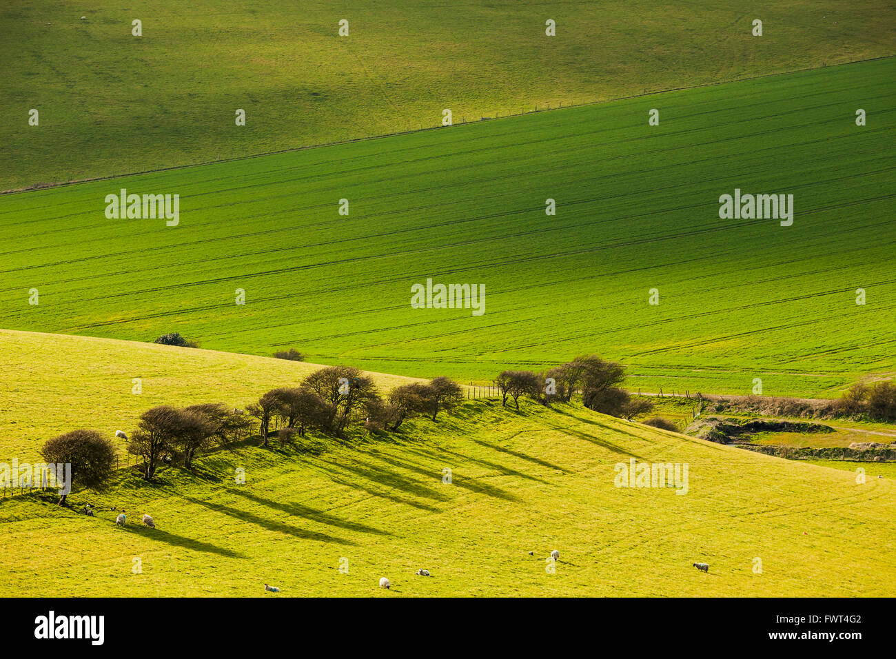 Spring on the South Downs, East Sussex, England Stock Photo - Alamy