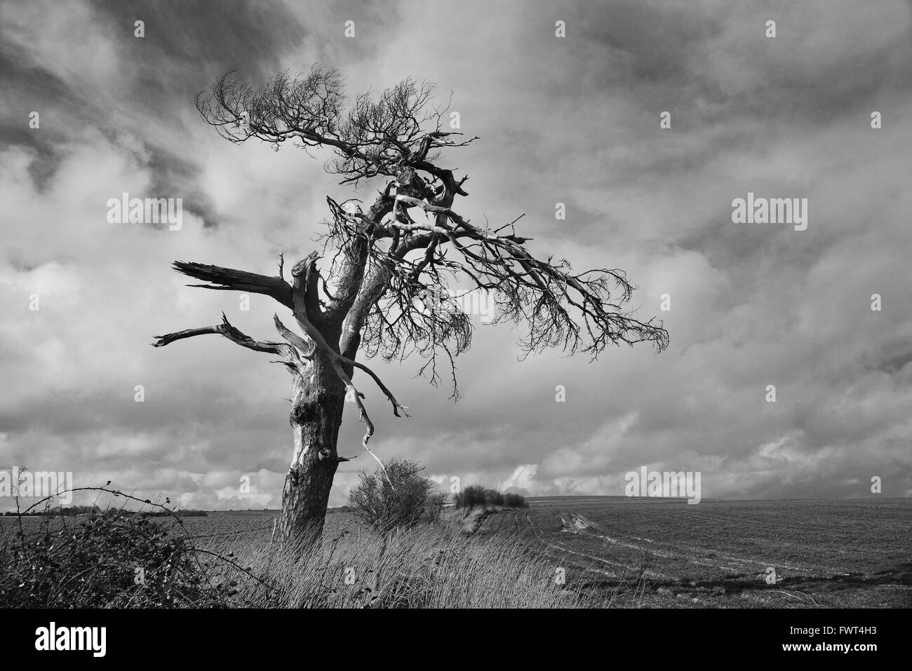 Dead tree Black and White Stock Photos & Images - Alamy