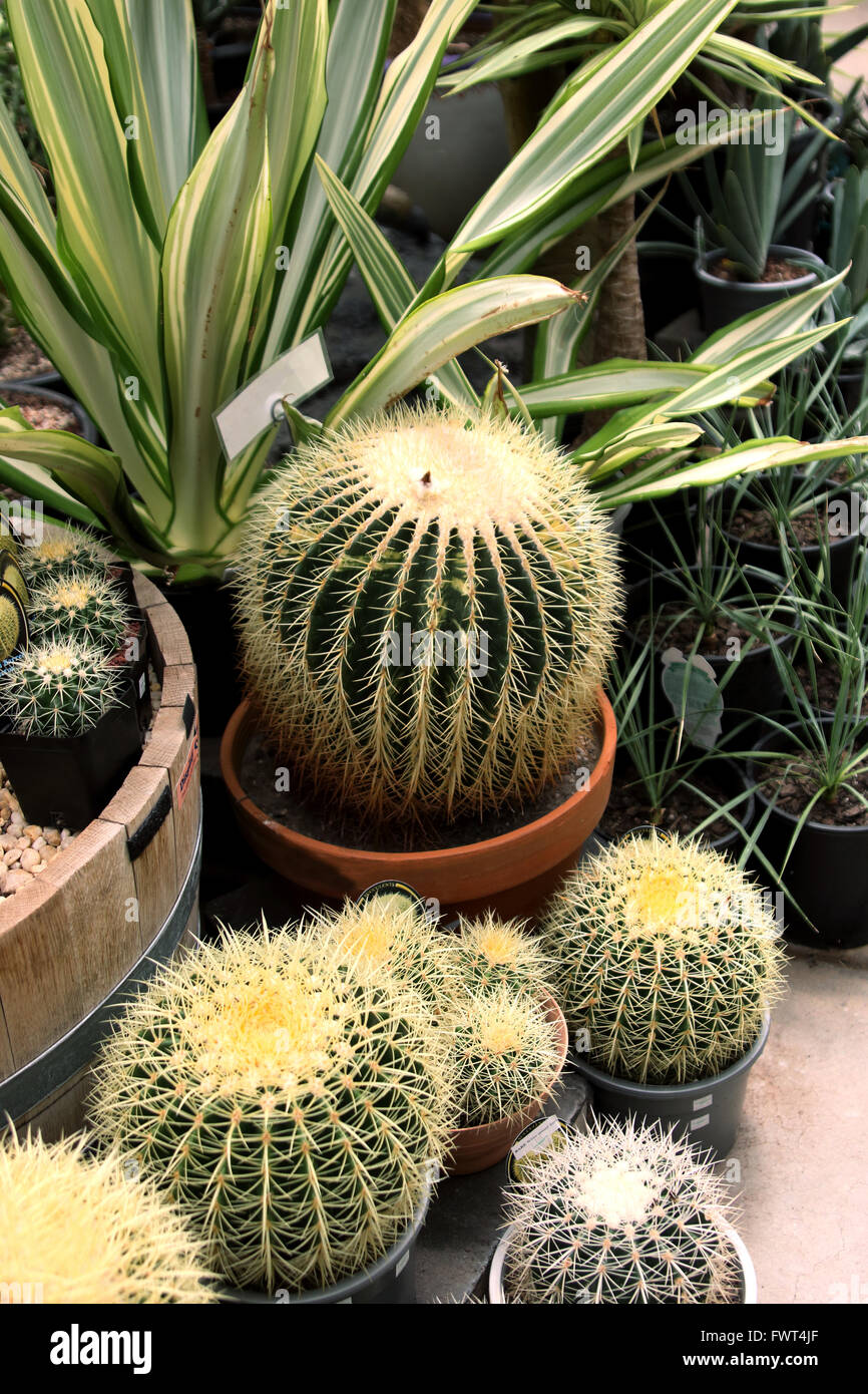 Sphere cactus hi-res stock photography and images - Alamy