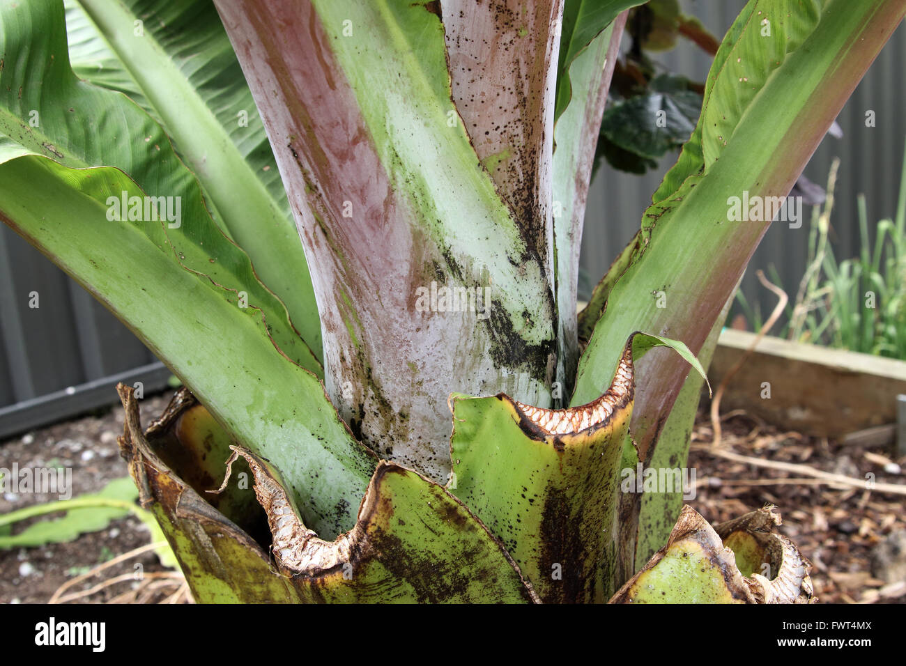 Banana trunk hi-res stock photography and images - Alamy
