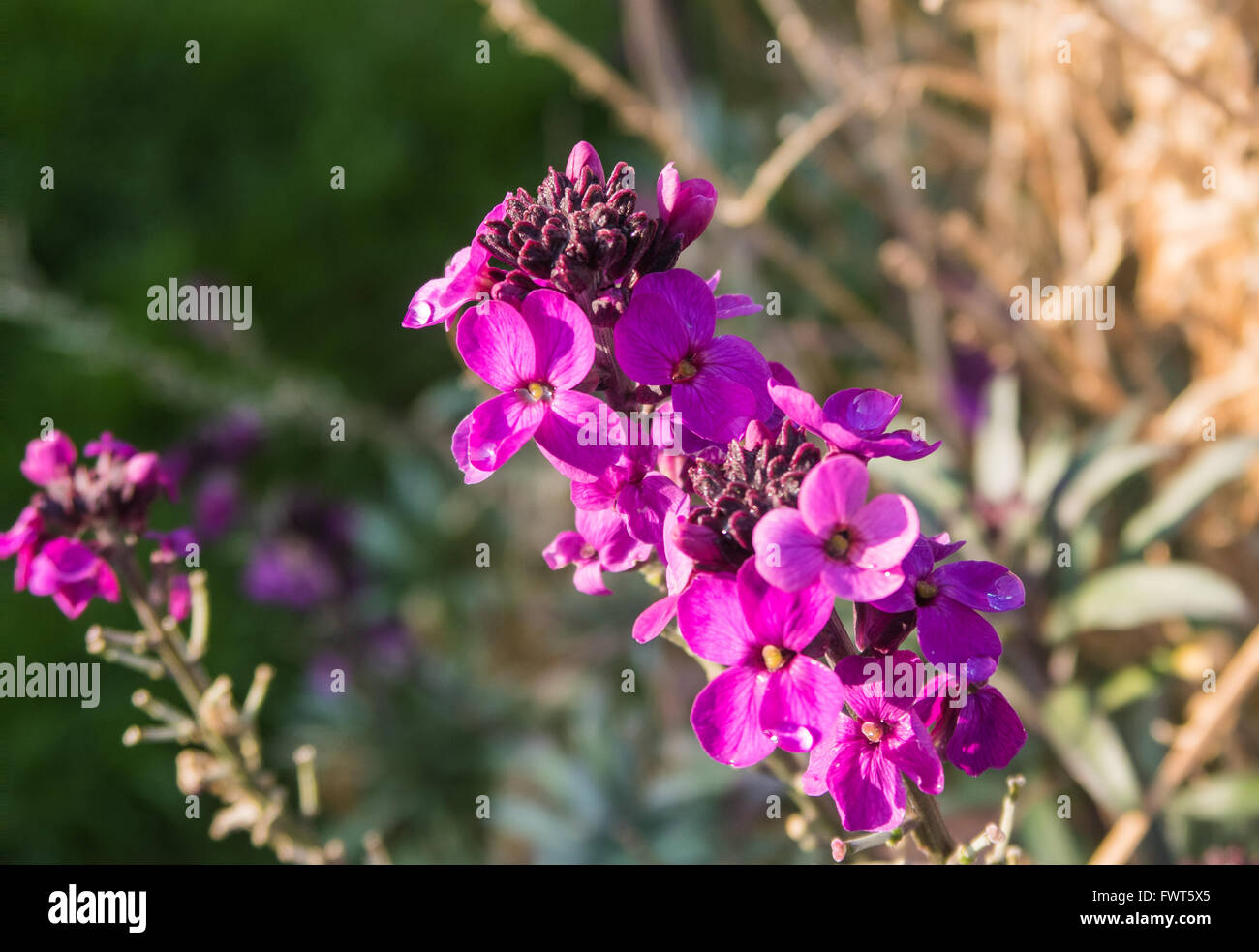 Beautiful purple flower erysimum bowles mauve hi-res stock photography ...