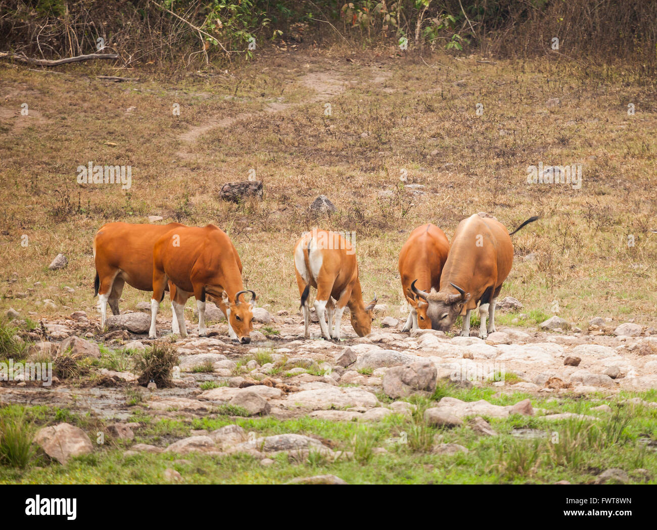 Banteng cow bos javanicus hi-res stock photography and images - Alamy