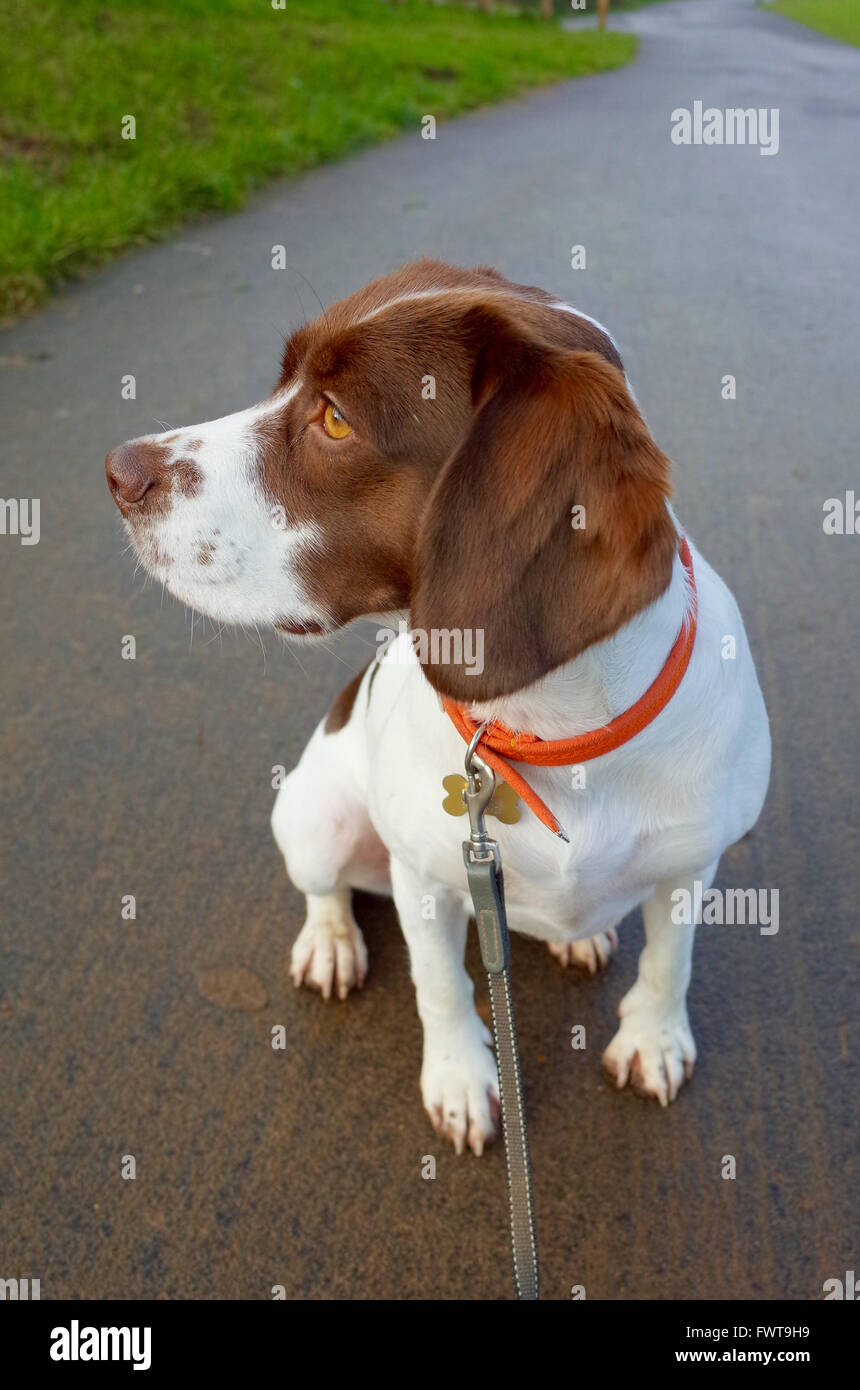 Springer Cross High Resolution Stock Photography and Images - Alamy