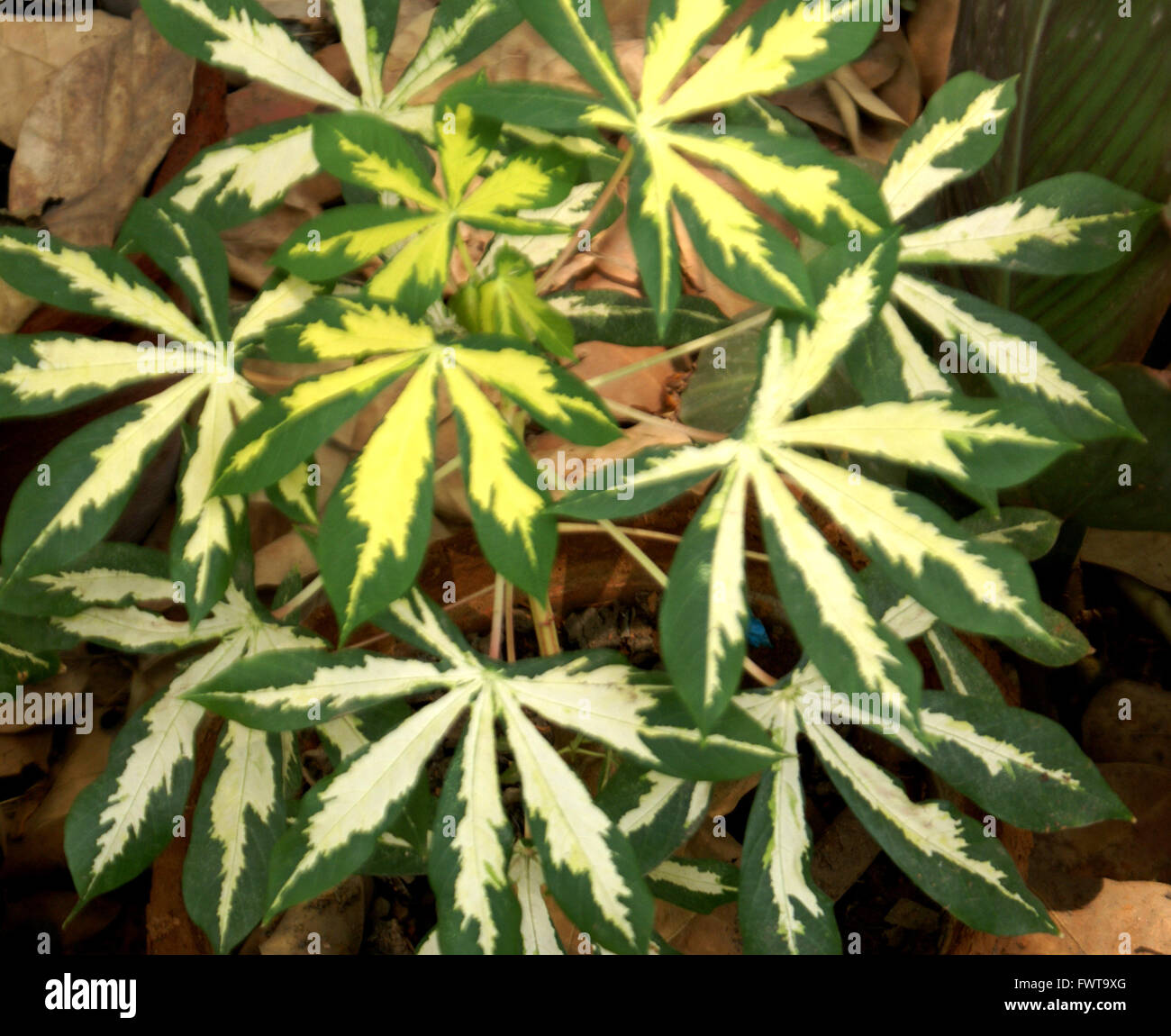 Manihot esculenta 'Variegata', Variegated Tapioca, ornamental plant ...