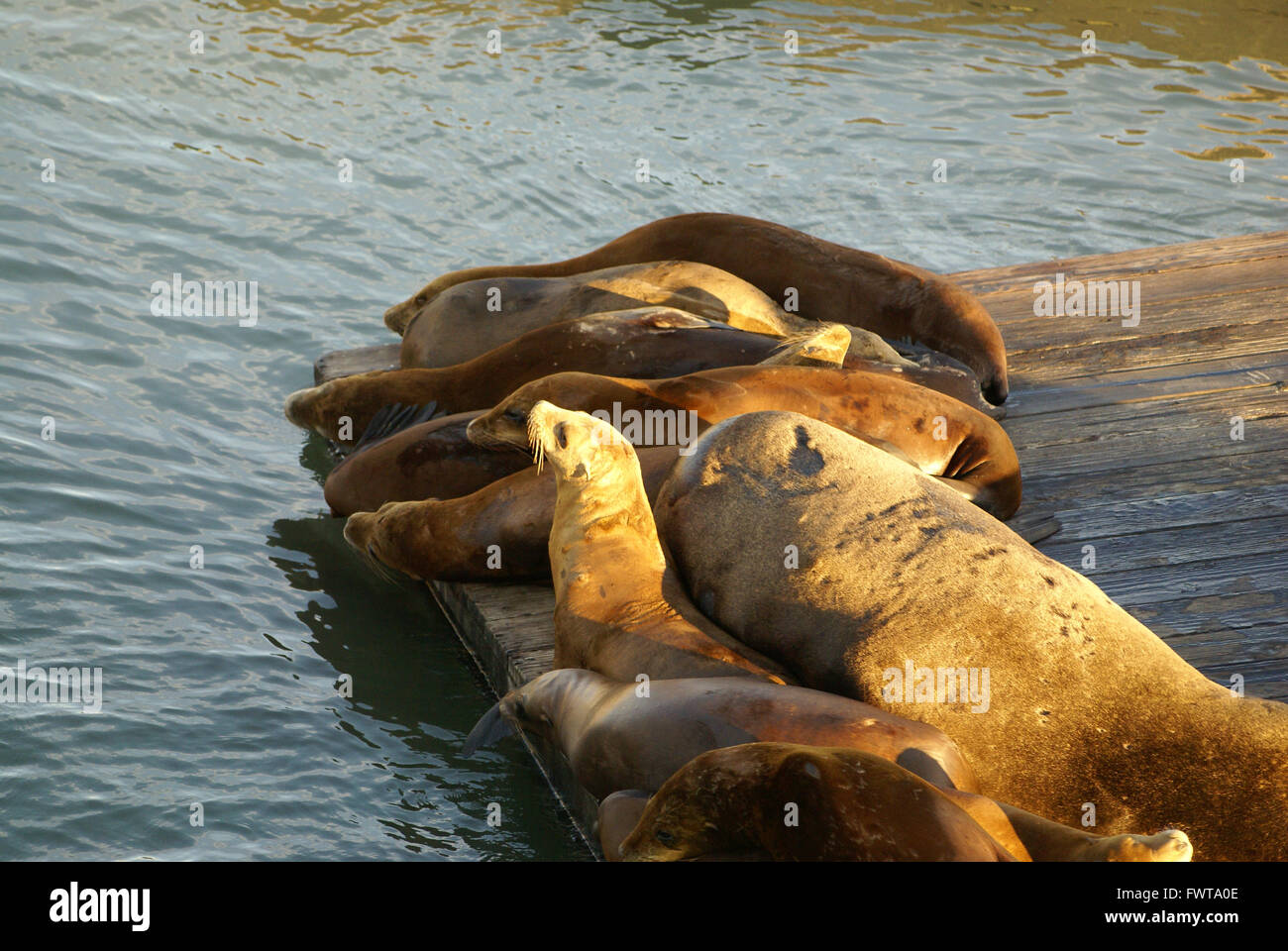 California Sea lions at PIER 39’s K-Dock, the floating docks move up ...