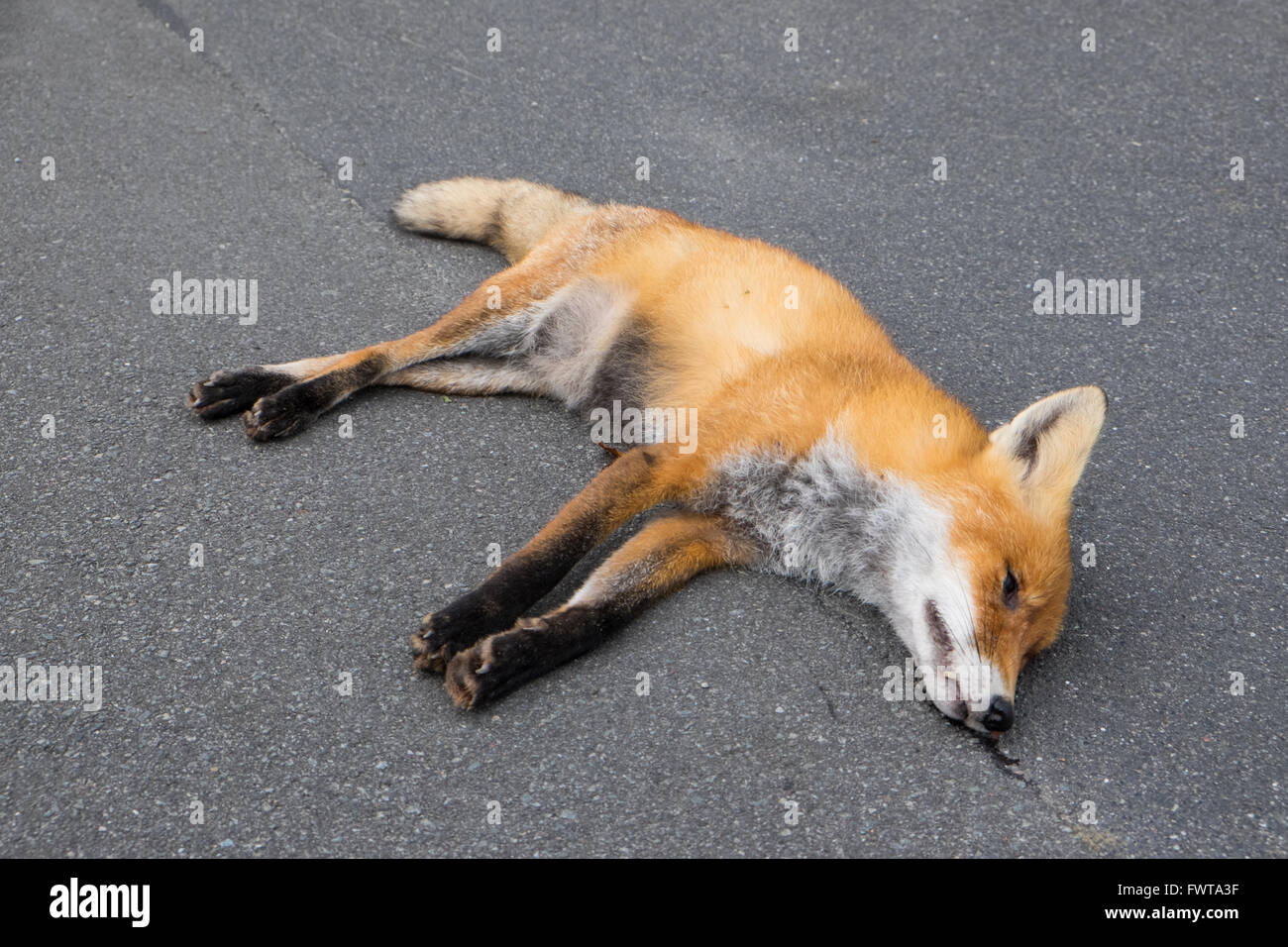 Dead red fox vulpes vulpes hi-res stock photography and images - Alamy