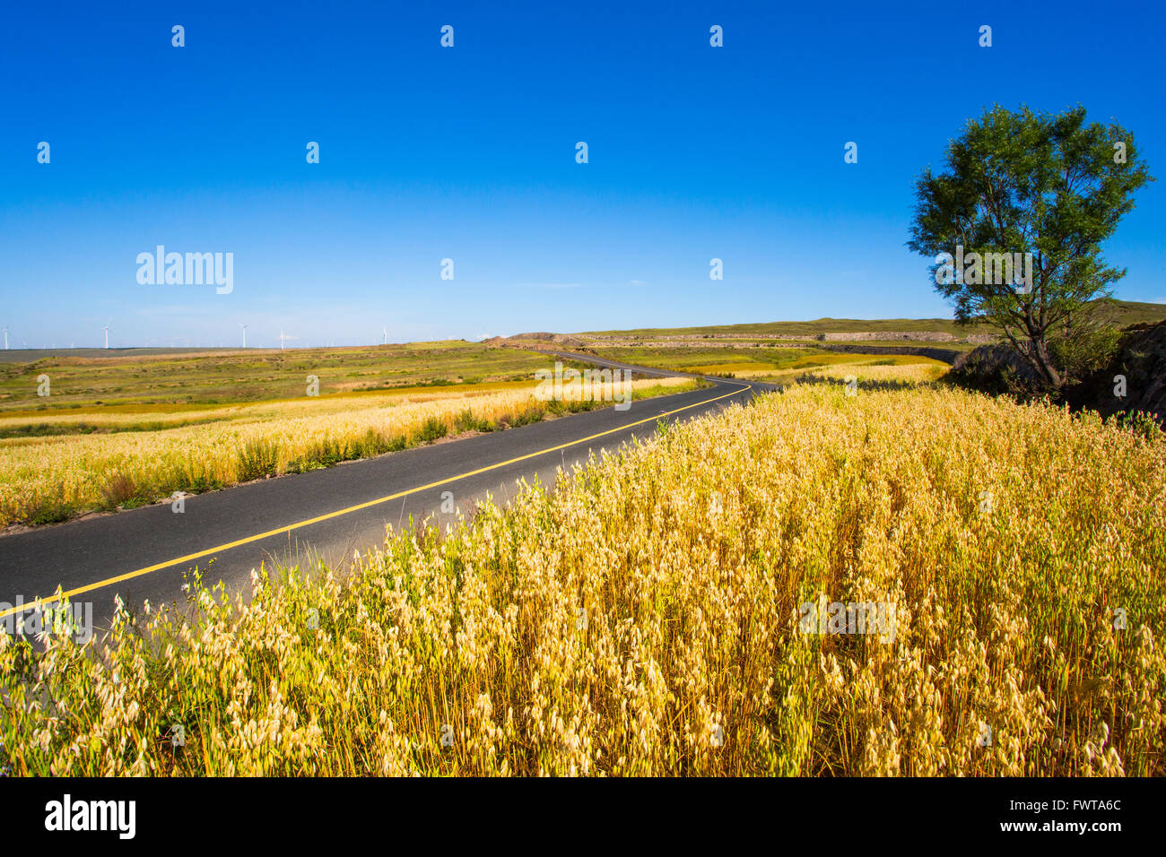 Grassland scenery in Hebei province, China Stock Photo - Alamy