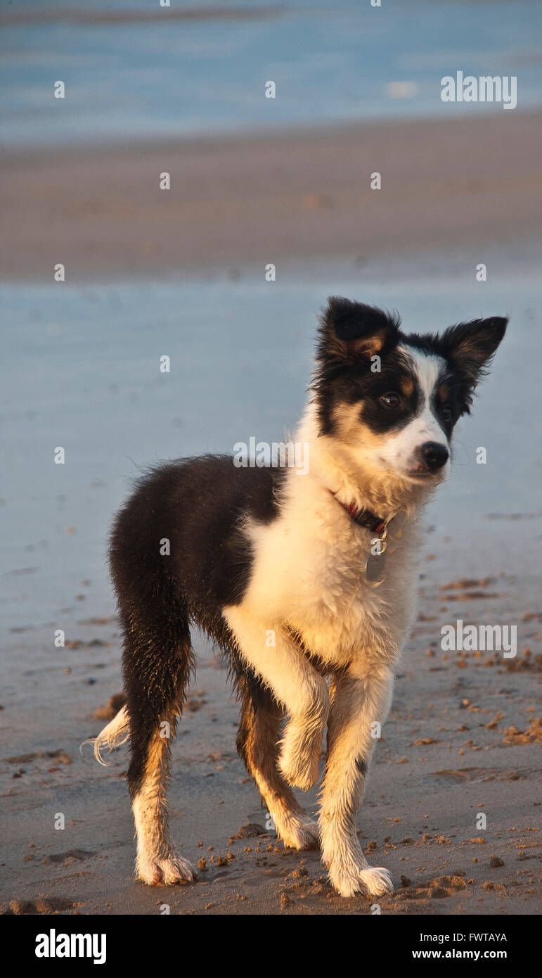 portrait of pet border collie puppy dog on beach at Saltburn in North ...