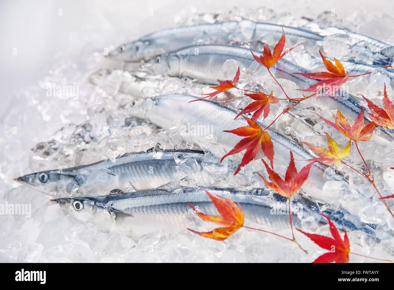 Saury fish japan hi-res stock photography and images - Alamy