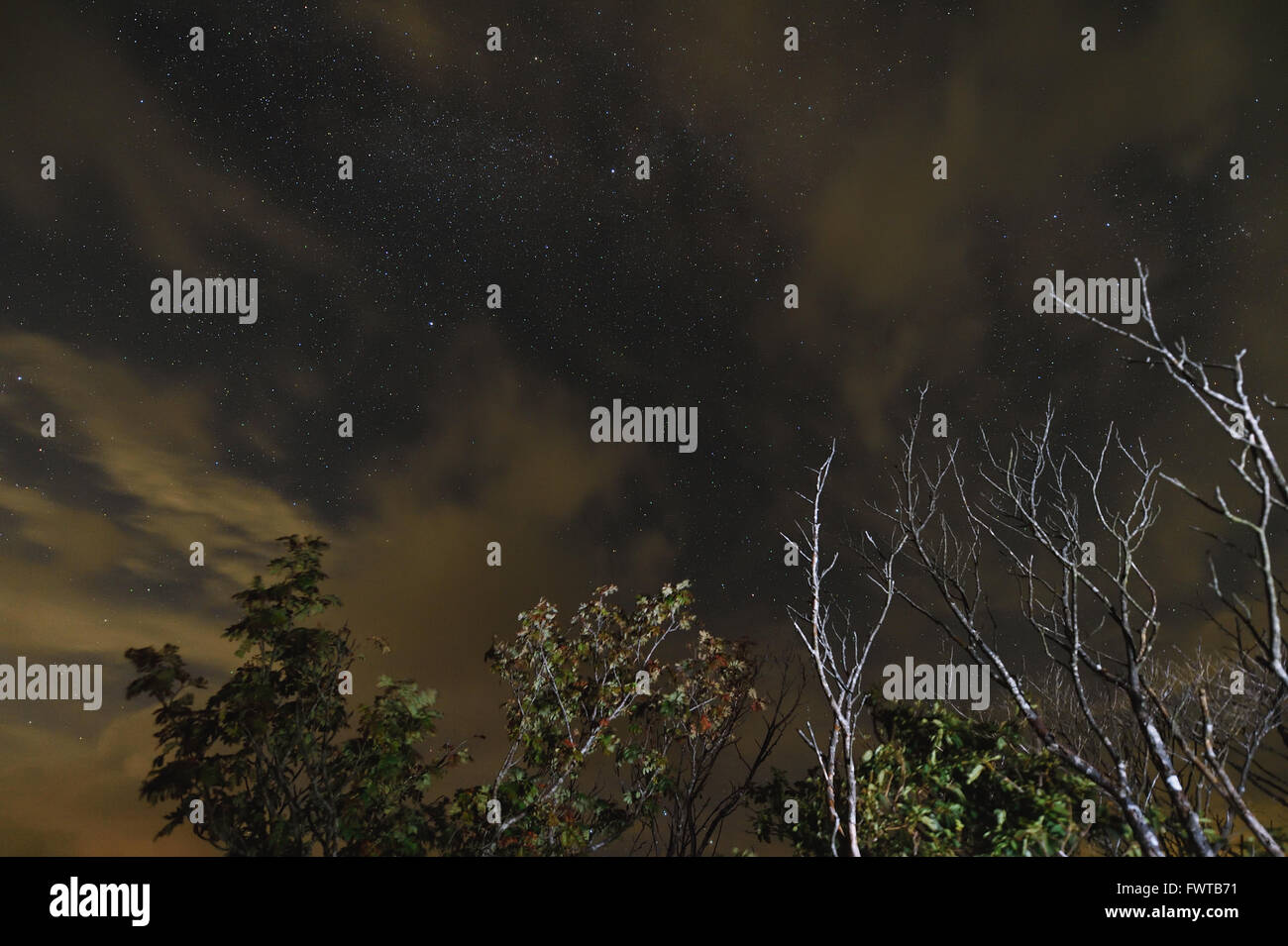 Tree branches and night sky Stock Photo - Alamy
