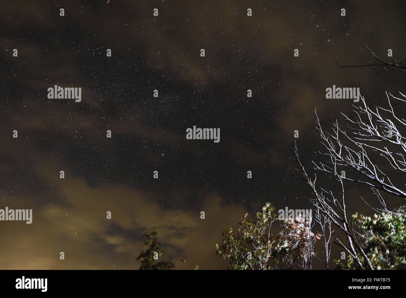 Tree branches and night sky Stock Photo - Alamy