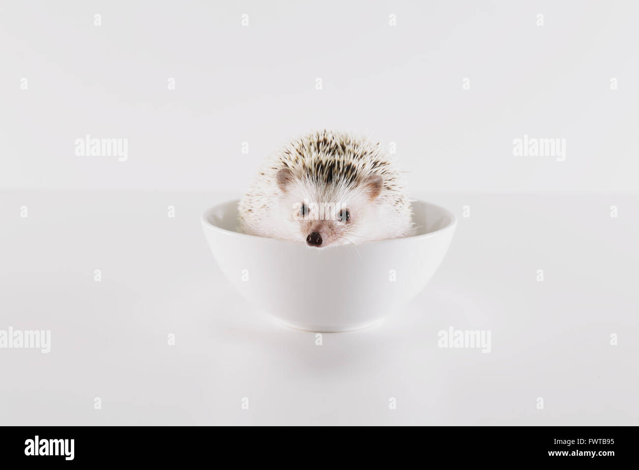 Hedgehog front hi-res stock photography and images - Alamy