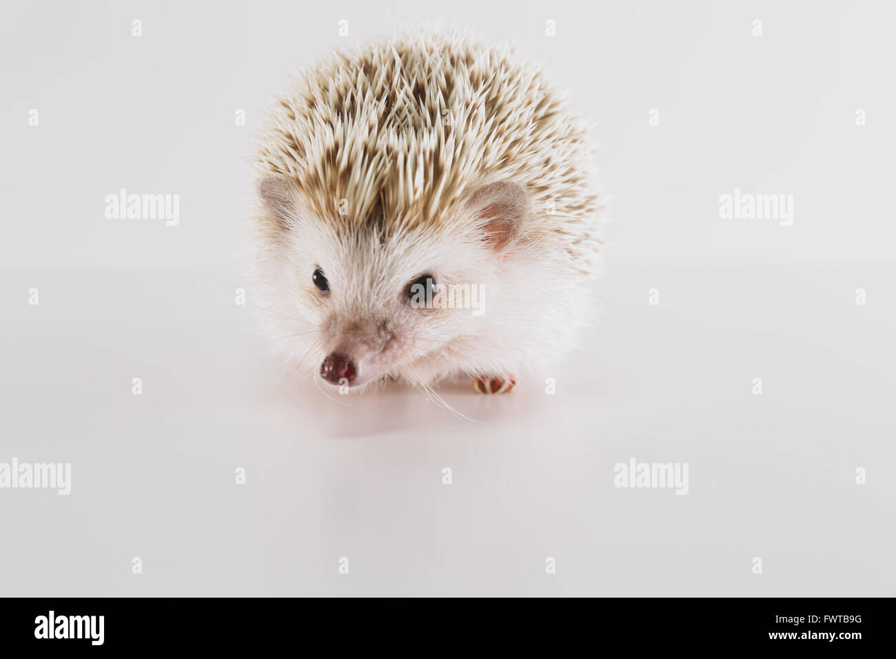 Hedgehog foot hi-res stock photography and images - Alamy