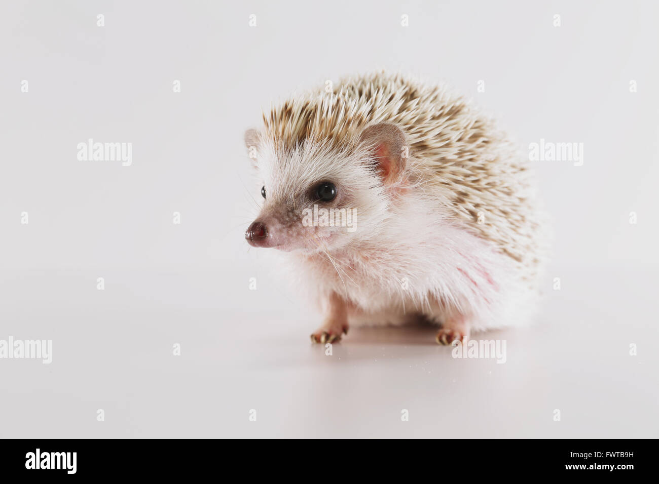 Hedgehog foot hi-res stock photography and images - Alamy