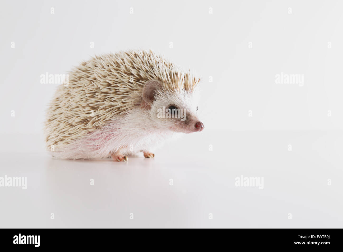 Hedgehog foot hi-res stock photography and images - Alamy