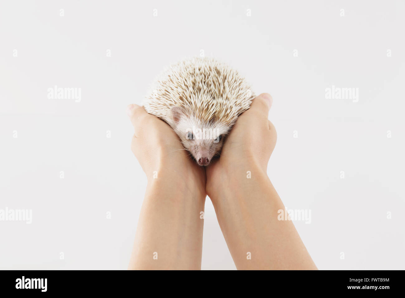 Hands holding hedgehog hi-res stock photography and images - Alamy