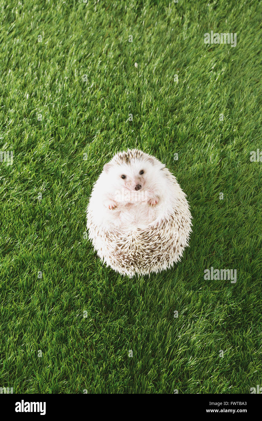 Hedgehog front foot hi-res stock photography and images - Alamy