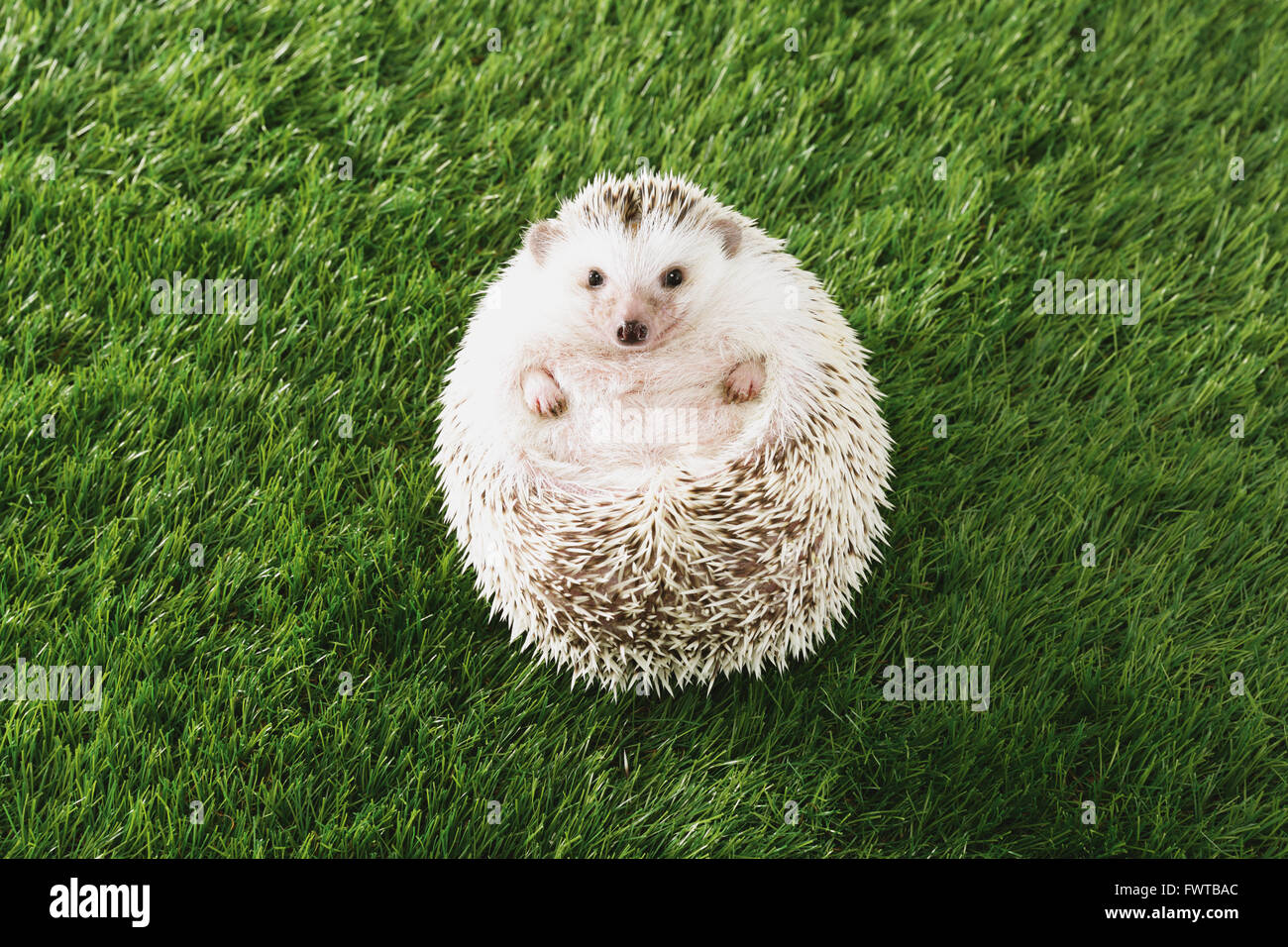 Hedgehog front foot hi-res stock photography and images - Alamy