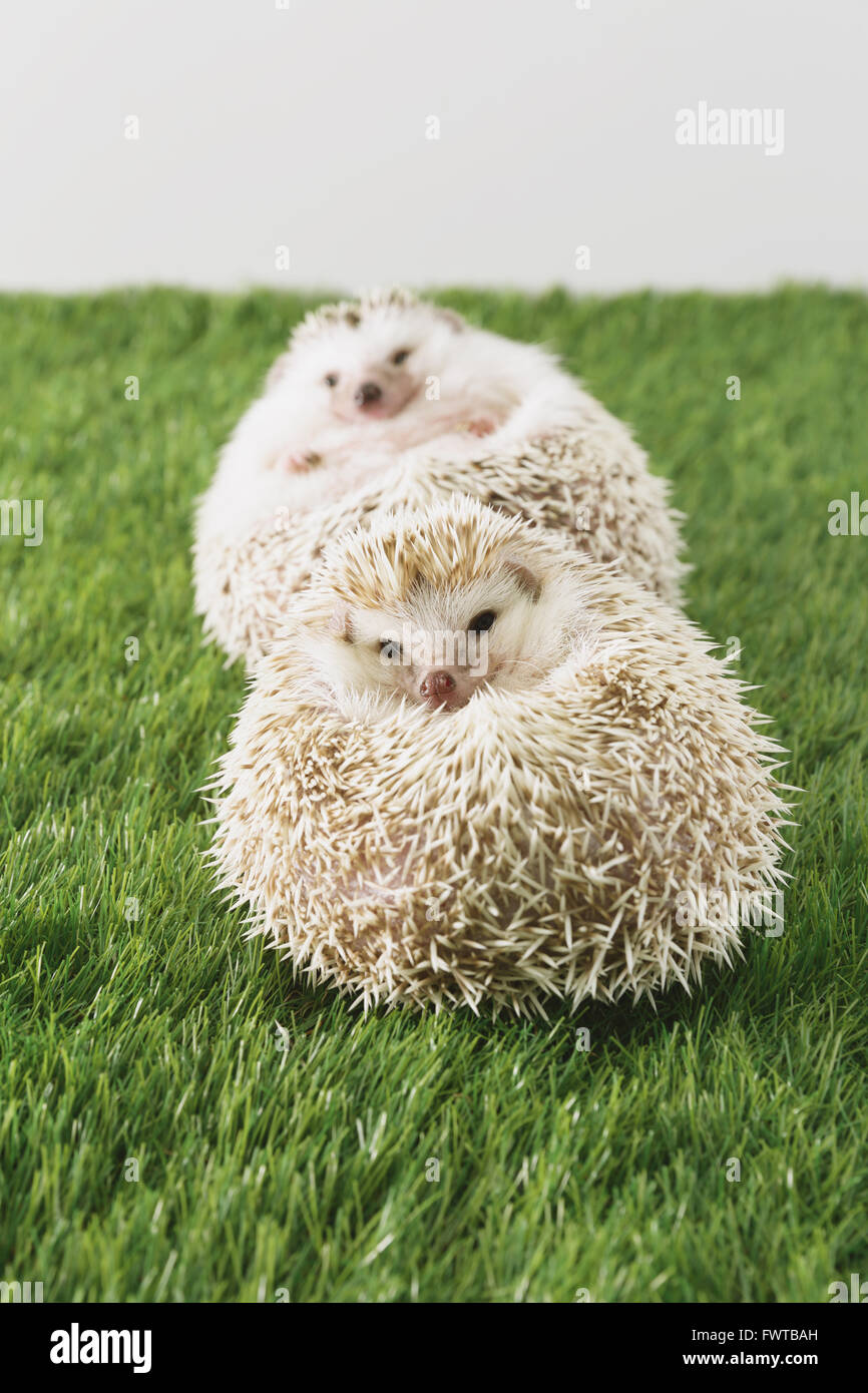 Hedgehog defence hi-res stock photography and images - Alamy
