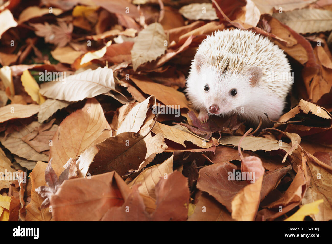 Hedgehog on fallen leaves Stock Photo - Alamy