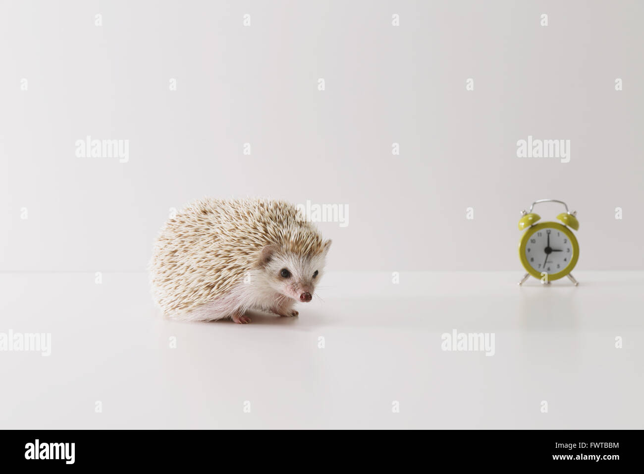 Hedgehog foot hi-res stock photography and images - Alamy