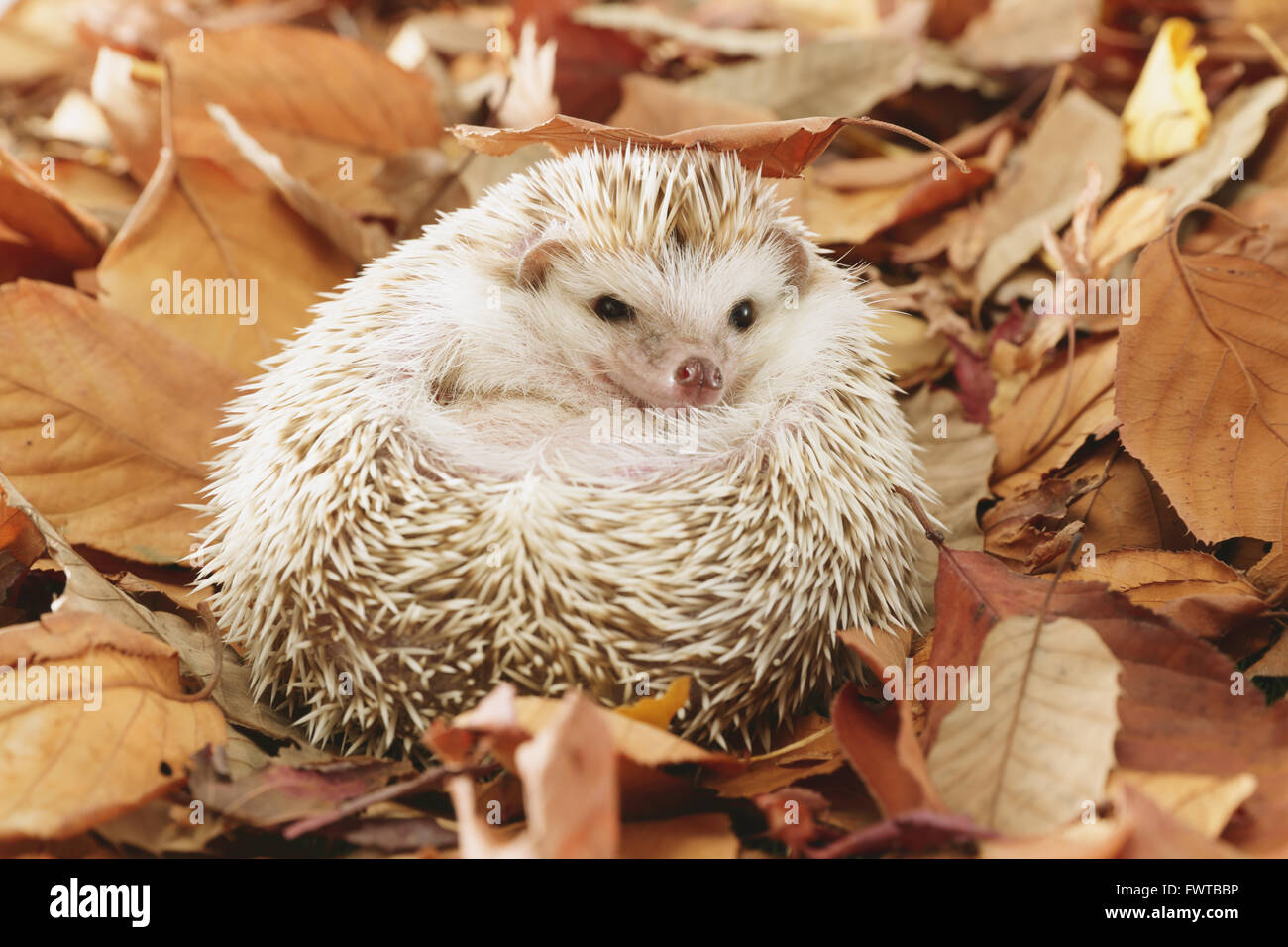 Hedgehog on fallen leaves Stock Photo - Alamy