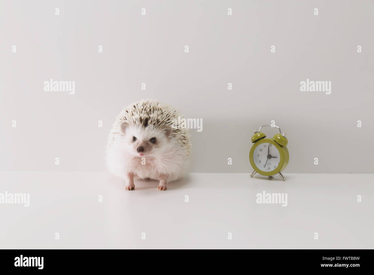 Hedgehog front foot hi-res stock photography and images - Alamy