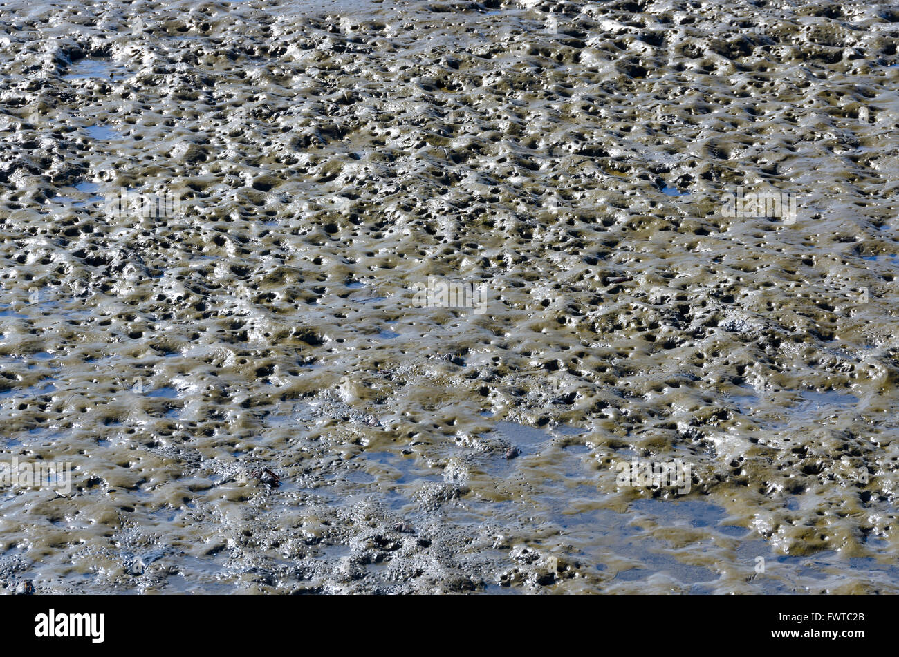 crab burrows in the sand in Paraty in Brazil Stock Photo - Alamy