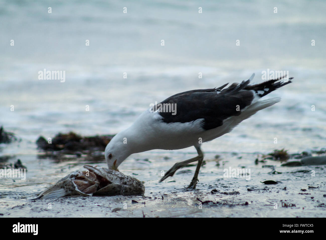 Feast - seagull eating a fish Stock Photo - Alamy