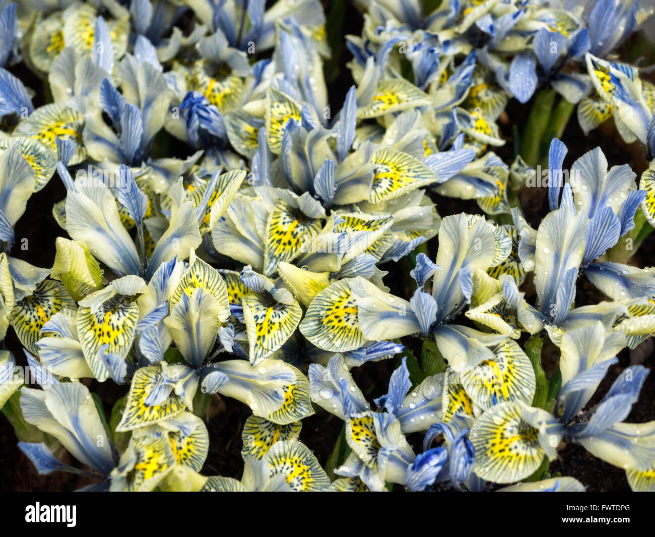 Blue yellow iris hi-res stock photography and images - Alamy