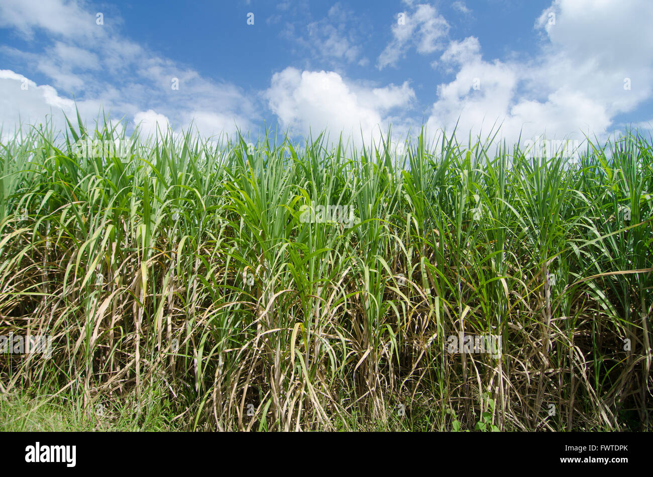 Sugarcane hi-res stock photography and images - Alamy