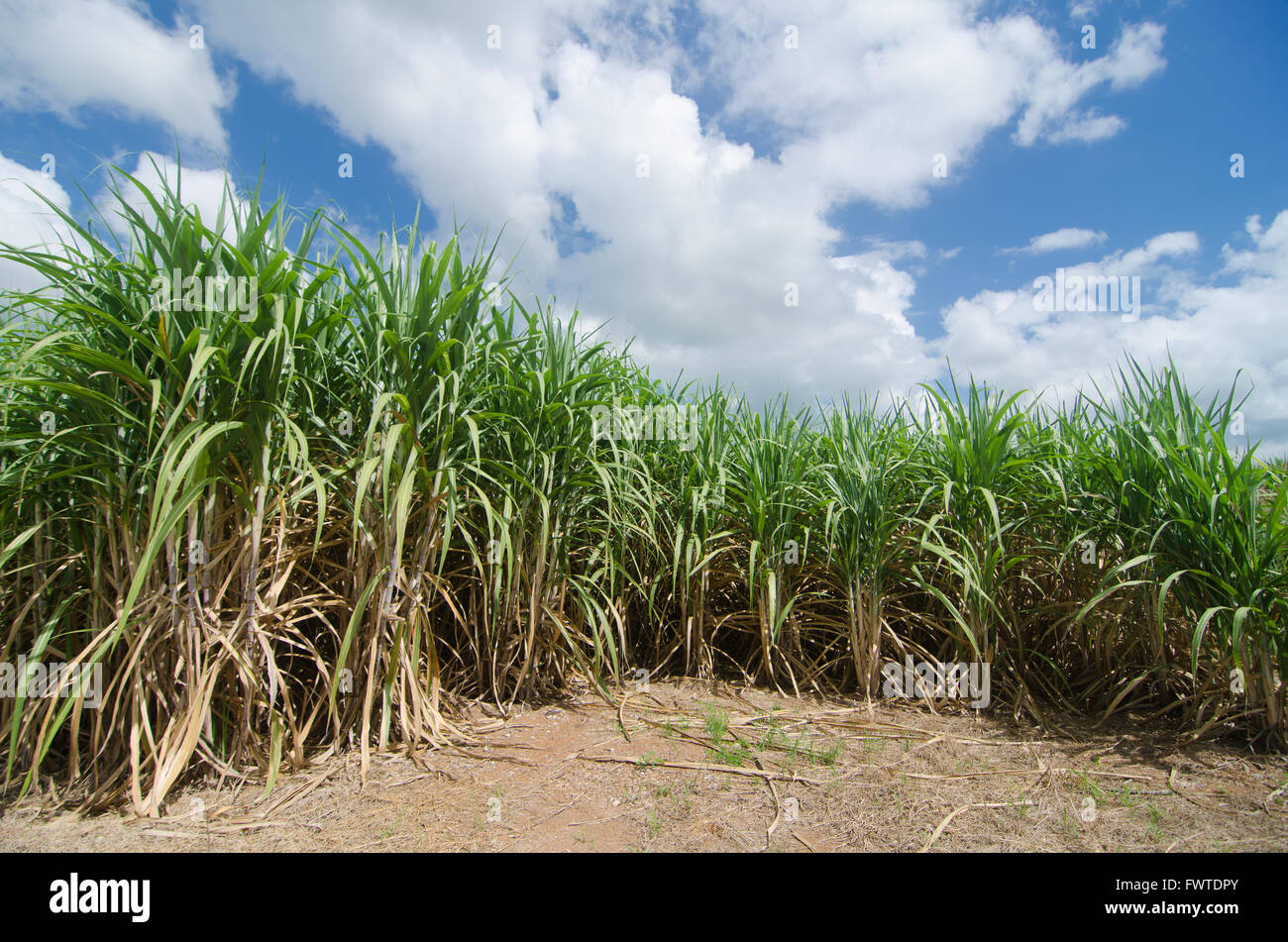 Sugarcane hi-res stock photography and images - Alamy