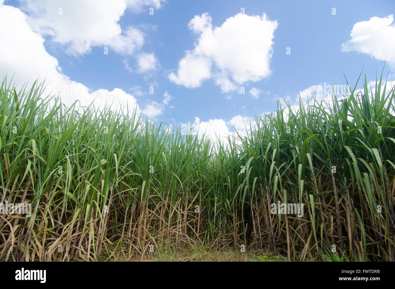 Sugarcane High Resolution Stock Photography and Images - Alamy